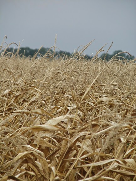 Vermont Labels GMOs - What Happens Now? - The Farmer's Daughter USA